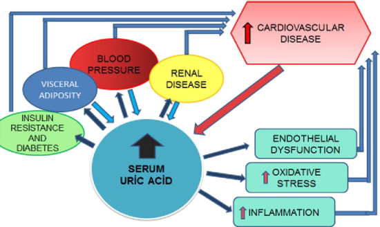 High Uric Acid – Spandana Centre for Metabolic Medicine